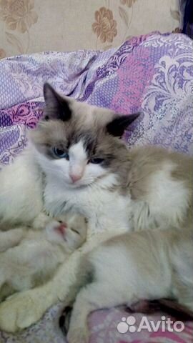 Девчонки рэгдолл