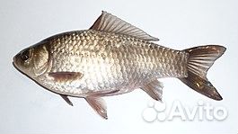 Продажа живца