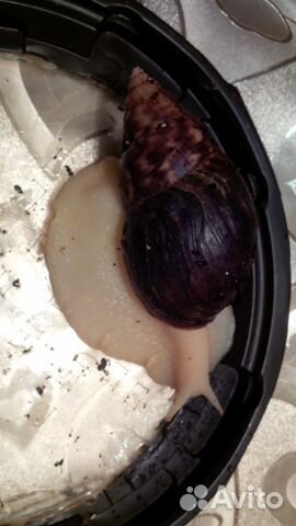 Ултики Ахатины