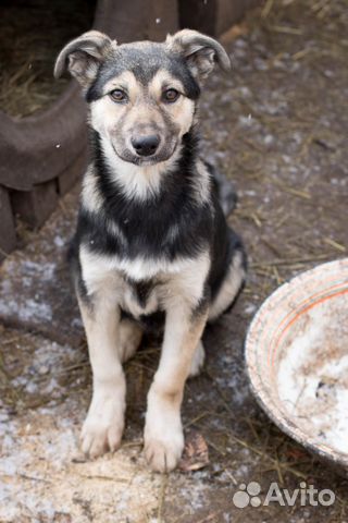 Подрощенные щенки на охрану