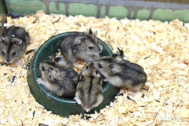 Молодые хомяки джунгарики