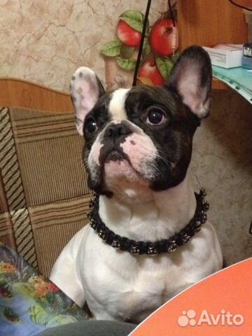 Французский бульдог