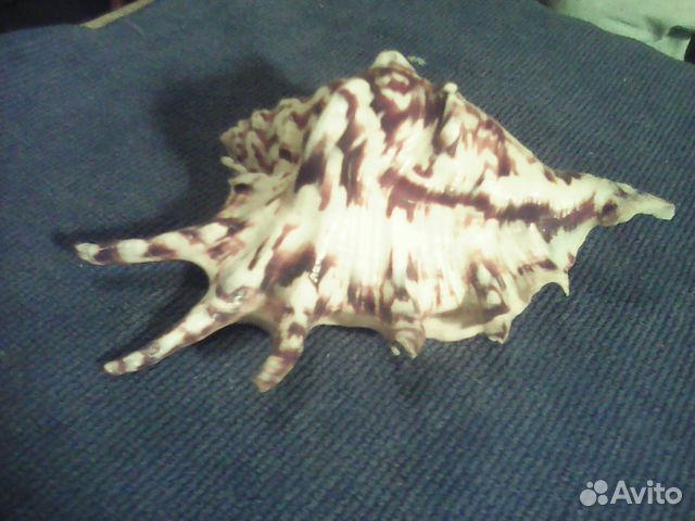 Ракушка океаническая