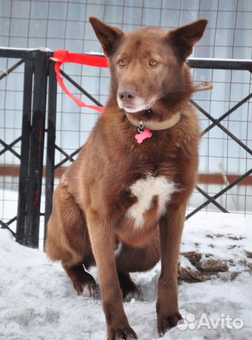 Крупный пес Каштан