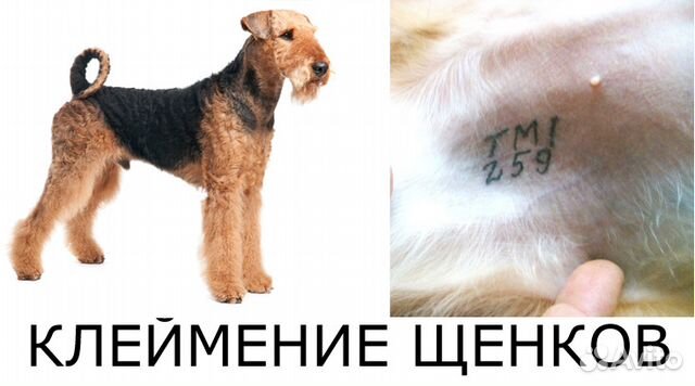 Клеймение щенков эрделя и других пород
