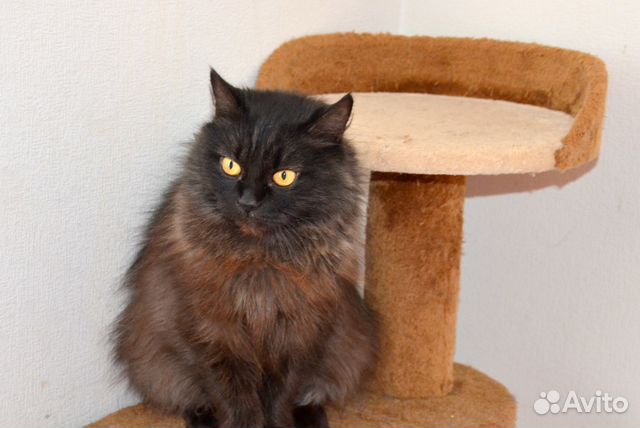 Роскошная пушистая чёрная кошка в добрые руки