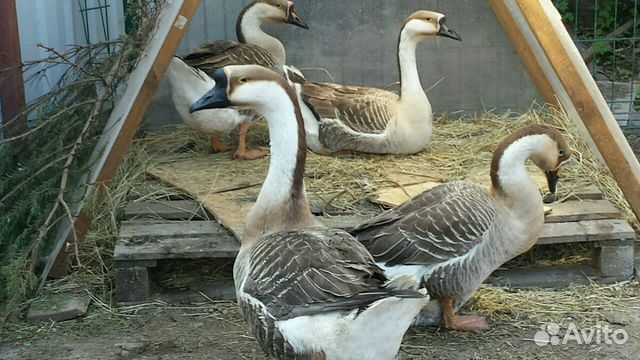 Яйцо инкубационное кубанского гуся