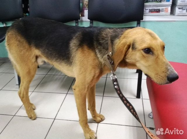 Майк в добрые руки