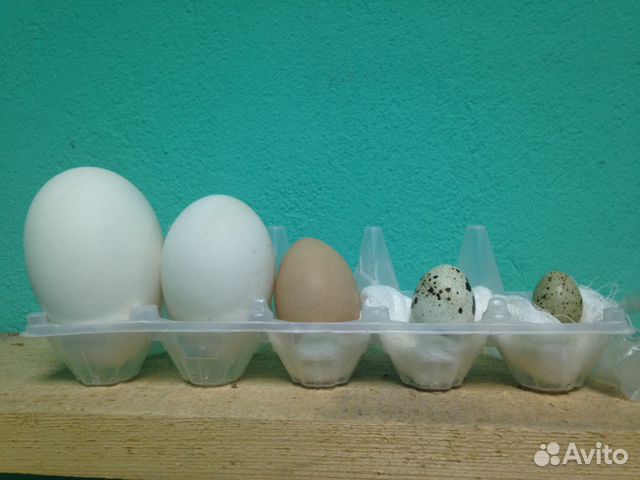 Яйцо инкубационное
