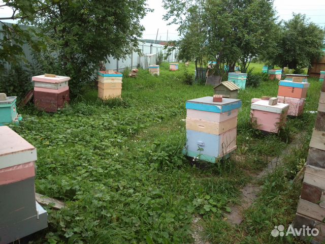 Пчелы породы карника