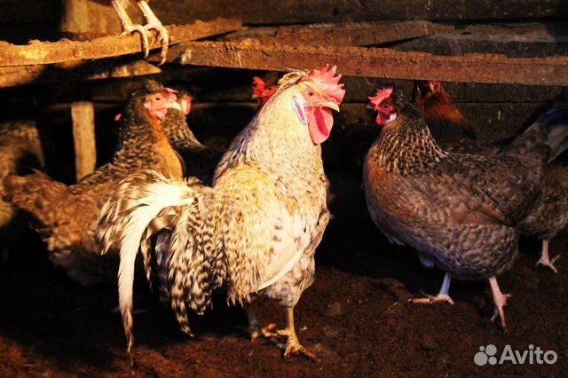 Петушки породы Легбар кремовый