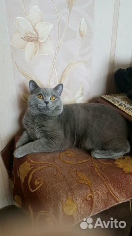 Кот ищет невесту