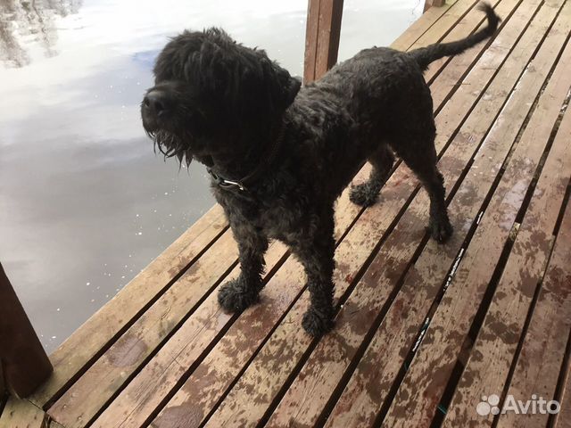 Замечательный пёс Боцман ищет дом