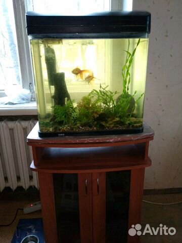 Авариум, две золотых рыбки