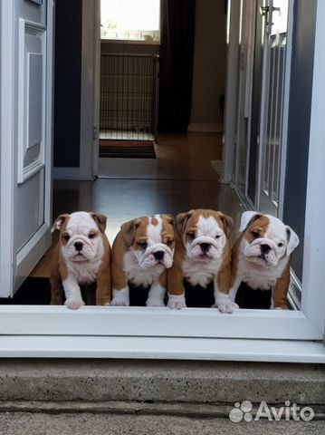 Щенки английского бульдога в рассрочку