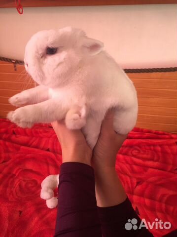 Карликовый кролик-гремелин + клетка в подарок