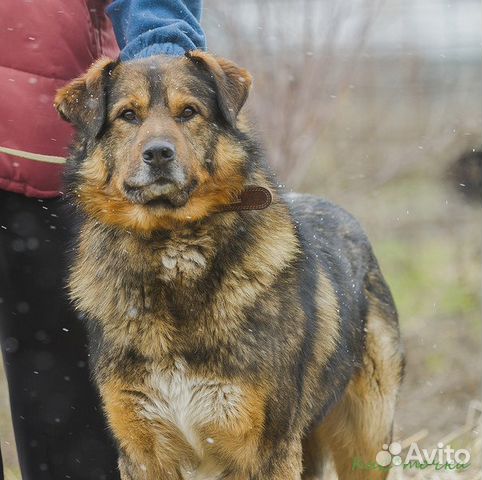 Мише нужен дом