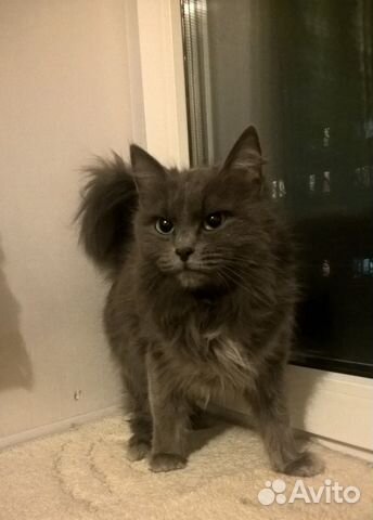 Ищет дом кошка Тильда