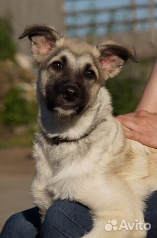 Знакомьтесь - Жора-красавчик мужчина 9 мес)