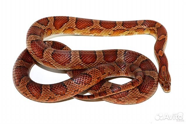 Маисовый полоз крупный молодой