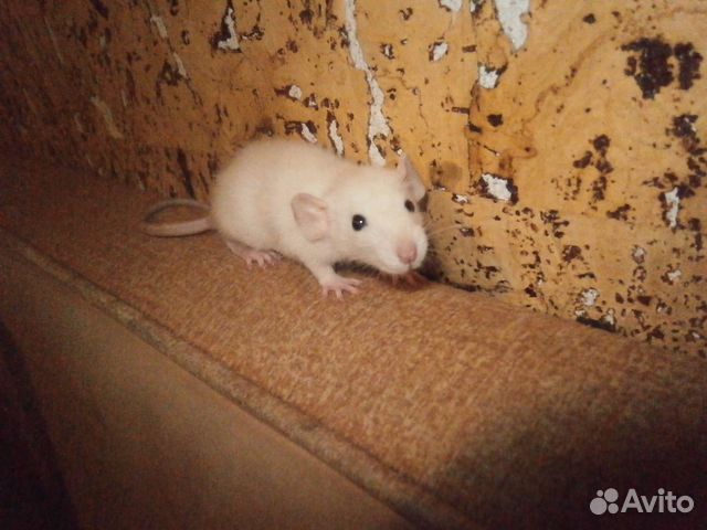 Крысы, крысята дамбо + новые клетки