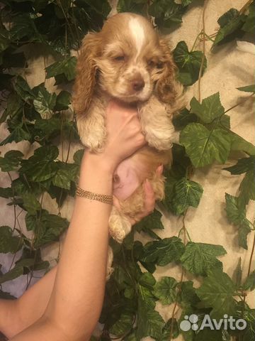 Америкашки