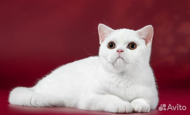 Чистокровная британская кошечка