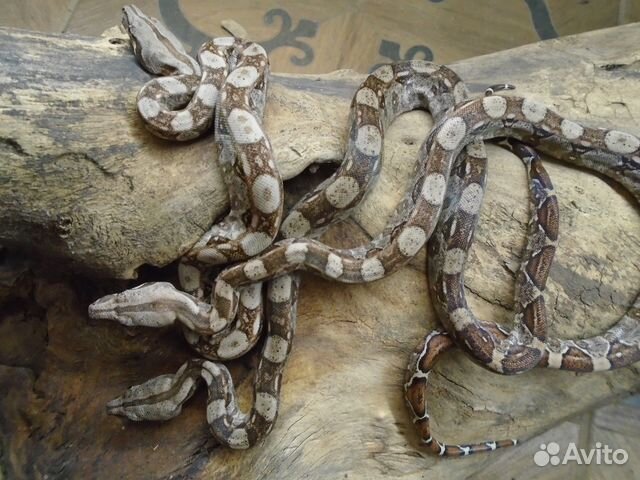 Императорские удавы 2018 года выпуска