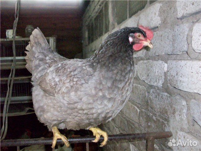 Доминанты только курочка