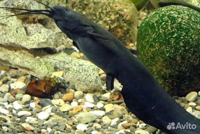 Мешкожаберные сомики