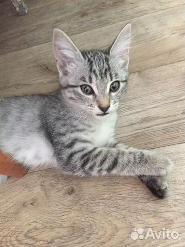 Котятки в добрые руки