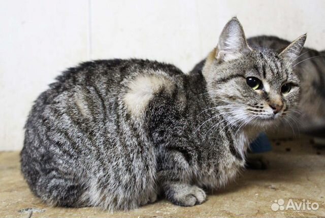 Маленькая, кругленькая, полосатая кошечка