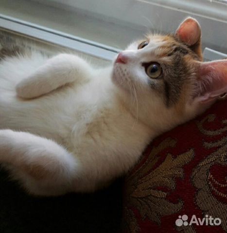 Кошечка Сима 1 год