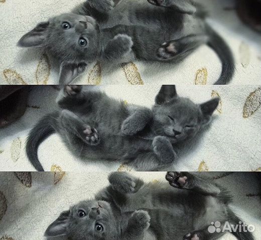 Котята породы Русская голубая