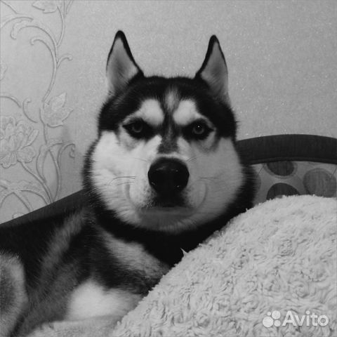 Кобель для вязки