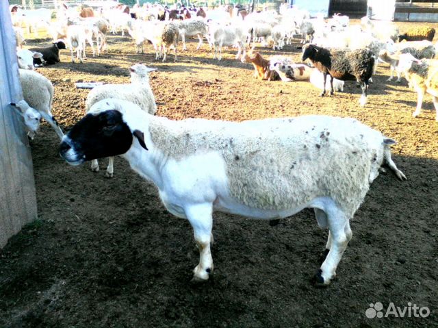 Баран племенной