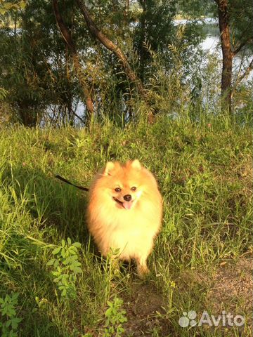 Кабель Шпиц для вязки