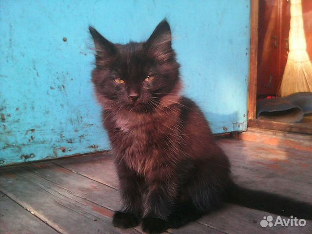 Котята