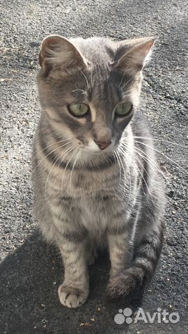 Красавица Шипучка ищет дом