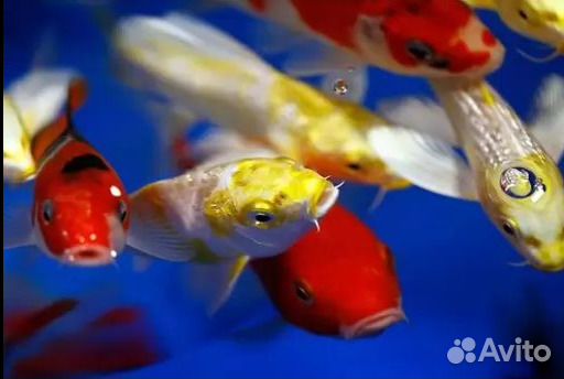 Отдаю карпов кои в хорошие руки