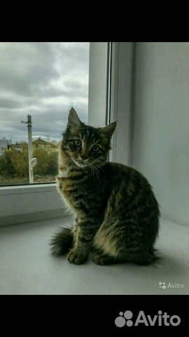 Стерил кошечка 7 мес