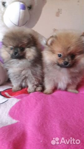 Мишулечки в мигиатюрочке