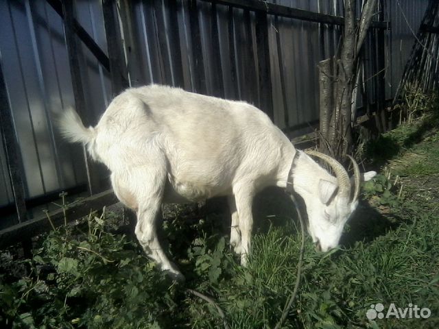 Дойные козы