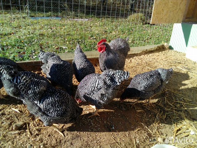 Молодые курочки и петушки "Плимутрок"
