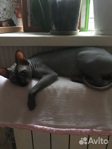 Канадский сфинкс. Вязка