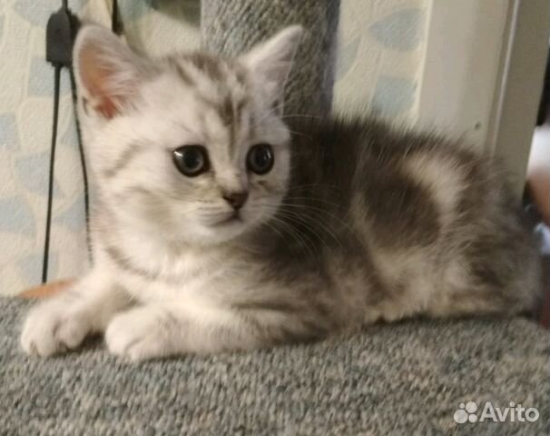 Котята вискас