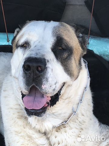 Кобель сао вязка