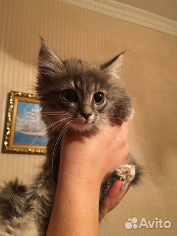 Красивый маленький котёнок