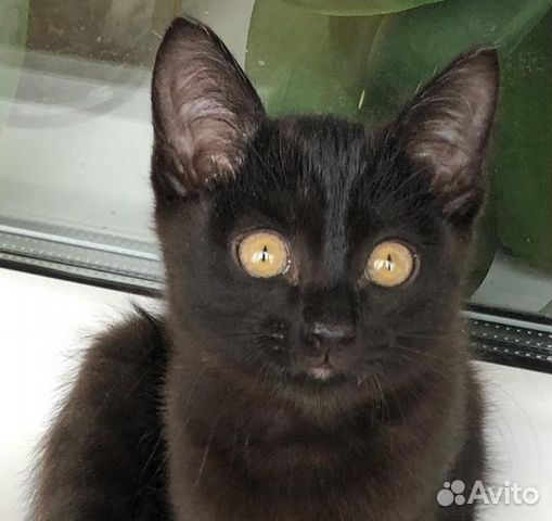 Котенок Джерри ищет хозяев