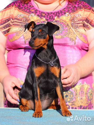 Шикарный щенок цвергпинчера